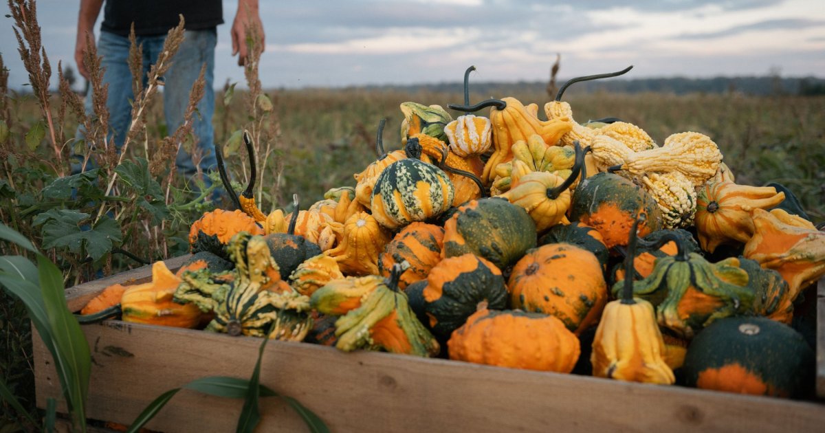 Pick a Pumpkin | Discover Surrey BC