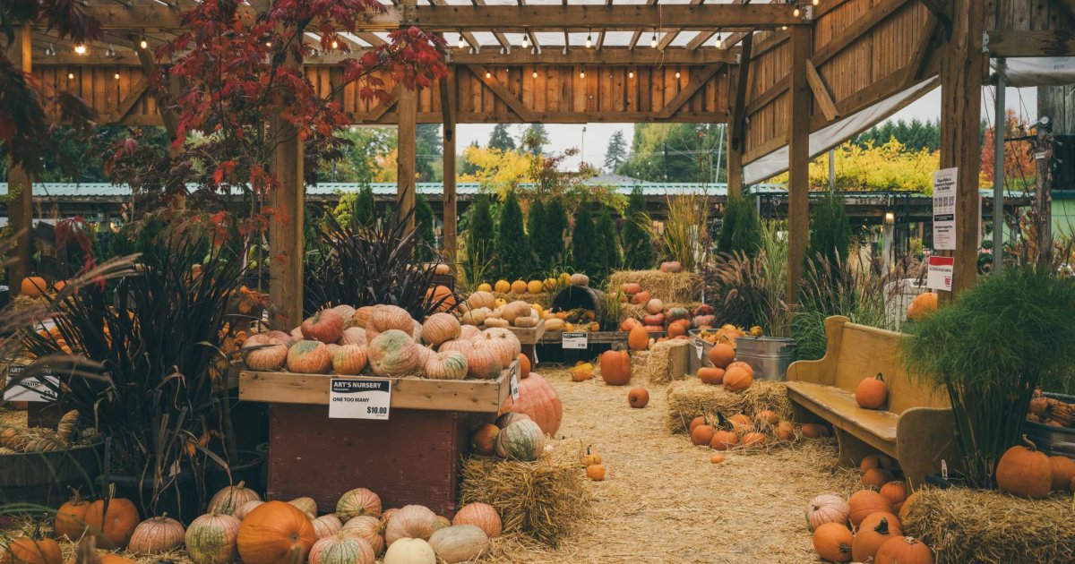 Arts Nursery Scarecrow Festival & Pop Up Pumpkin Patch | Surrey ...